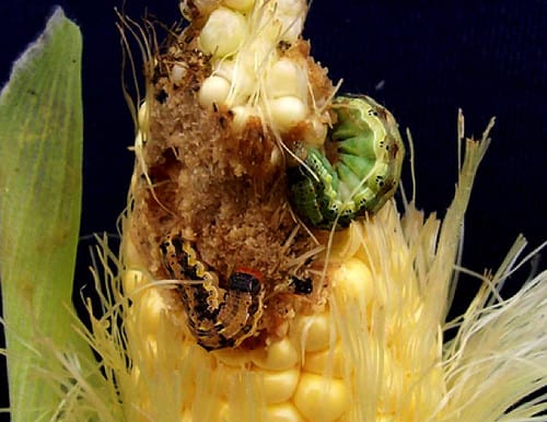 GMOs | U.S. Right to Know